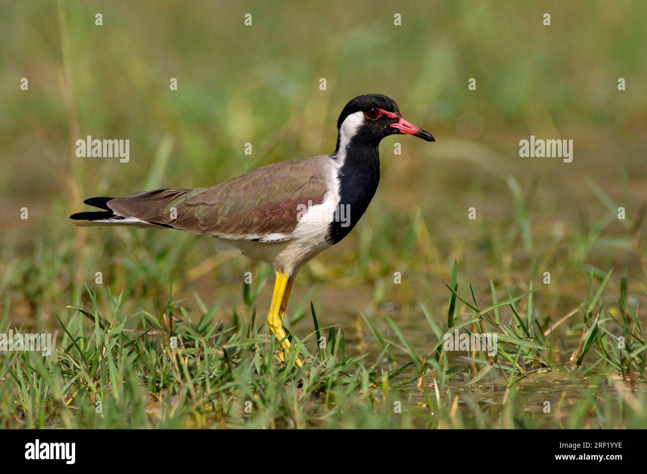 Red-wattled lapwing (Vanellus indicus), Keolade, lateral, Ghana, India ...
