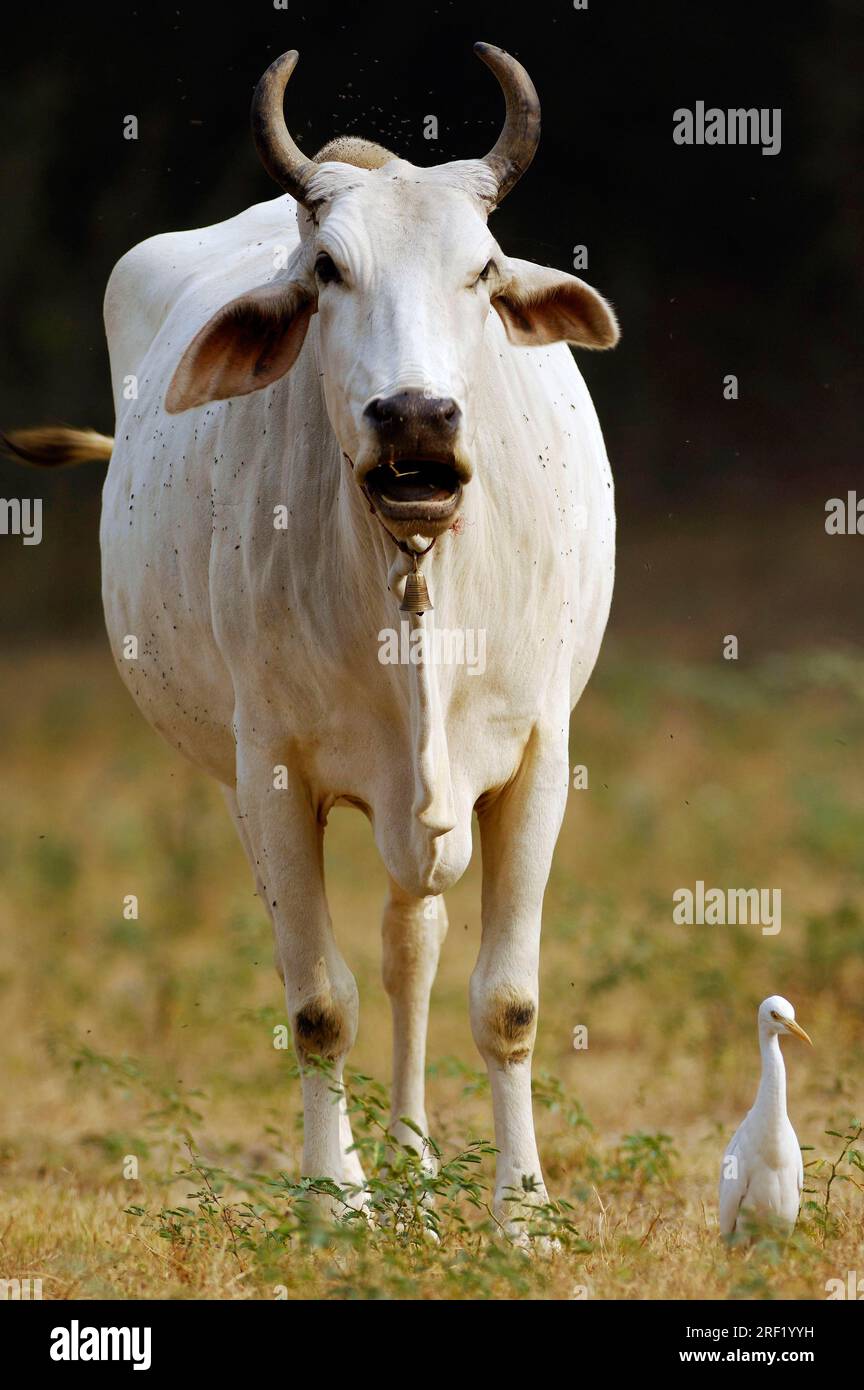 Zebu cattle and cattle egret hi-res stock photography and images - Alamy