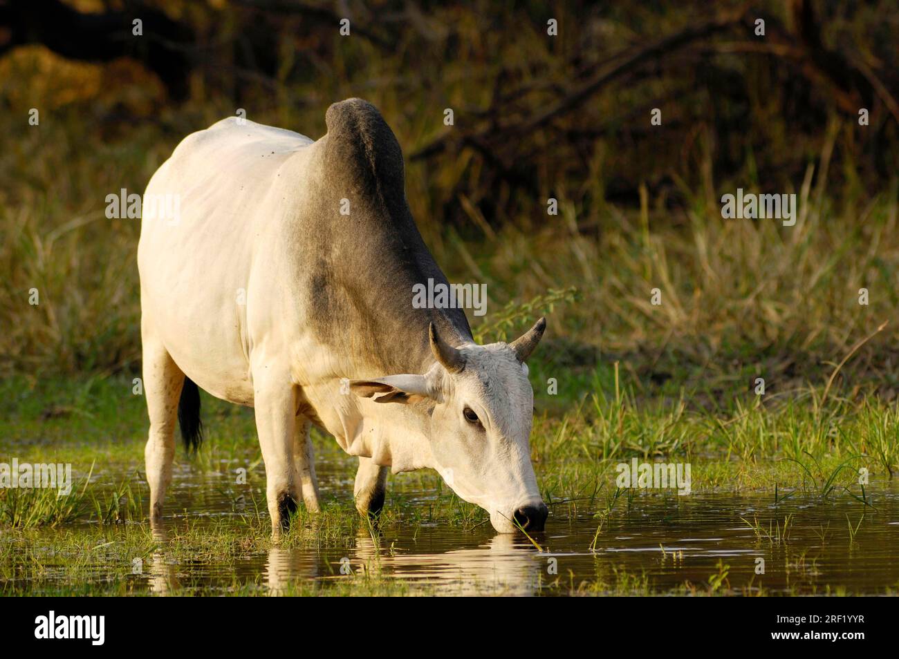 Zebu cattle, Rajasthan, India Stock Photo - Alamy