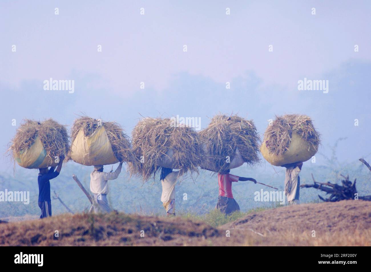 Indian man carrying bale of hay on head hi-res stock photography and ...
