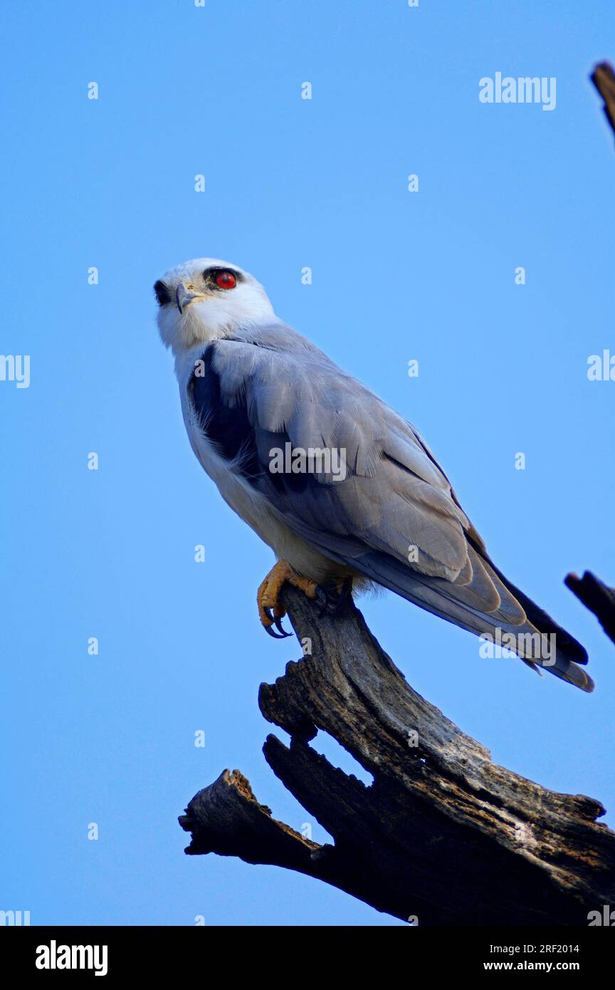 Black-shouldered Kite (Elanus caeruleus), black-winged kite, Ghana ...