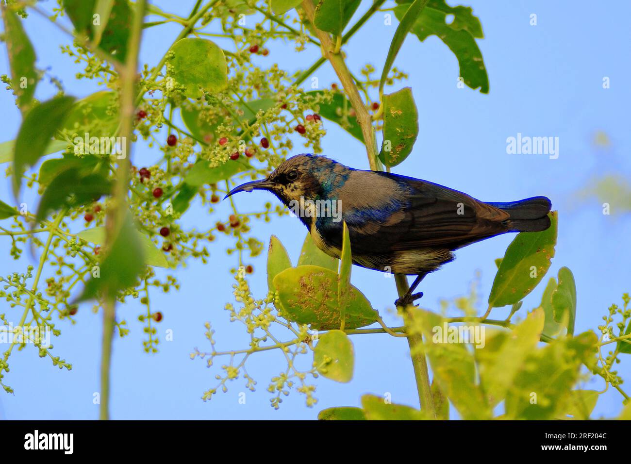 Purple Sunbird, male, Keoladeo Ghana national park, Rajasthan, India ...