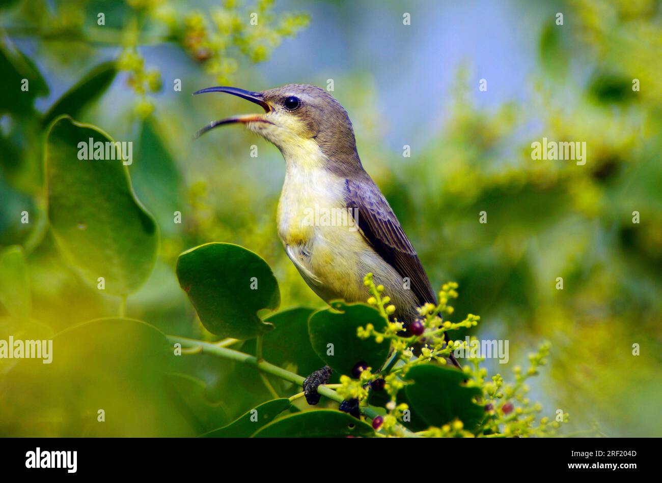 Purple Sunbird, female, Keolade (Nectarinia asiatica), Ghana, India ...