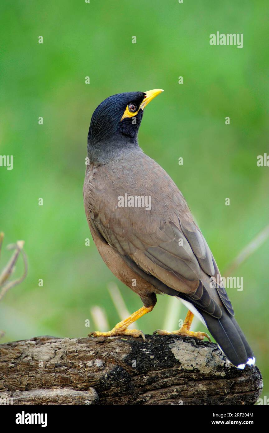 Common Myna (Acridotheres tristis), Keoladeo Ghana national park ...