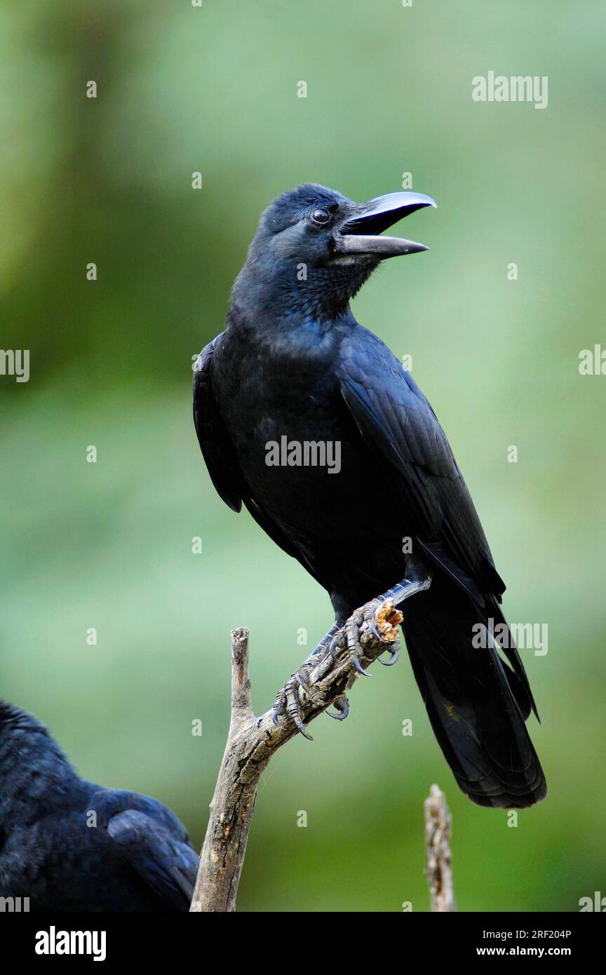 Jungle Crow, Keoladeo Ghana national park, Rajasthan, India, Large-billed Crow (Corvus ...