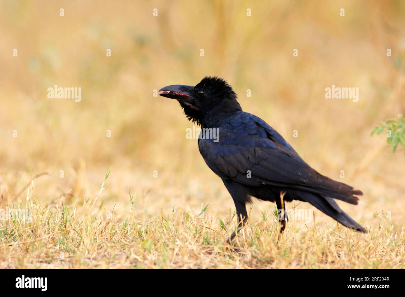 Jungle Crow, Keoladeo Ghana national park, Rajasthan, India, Large ...