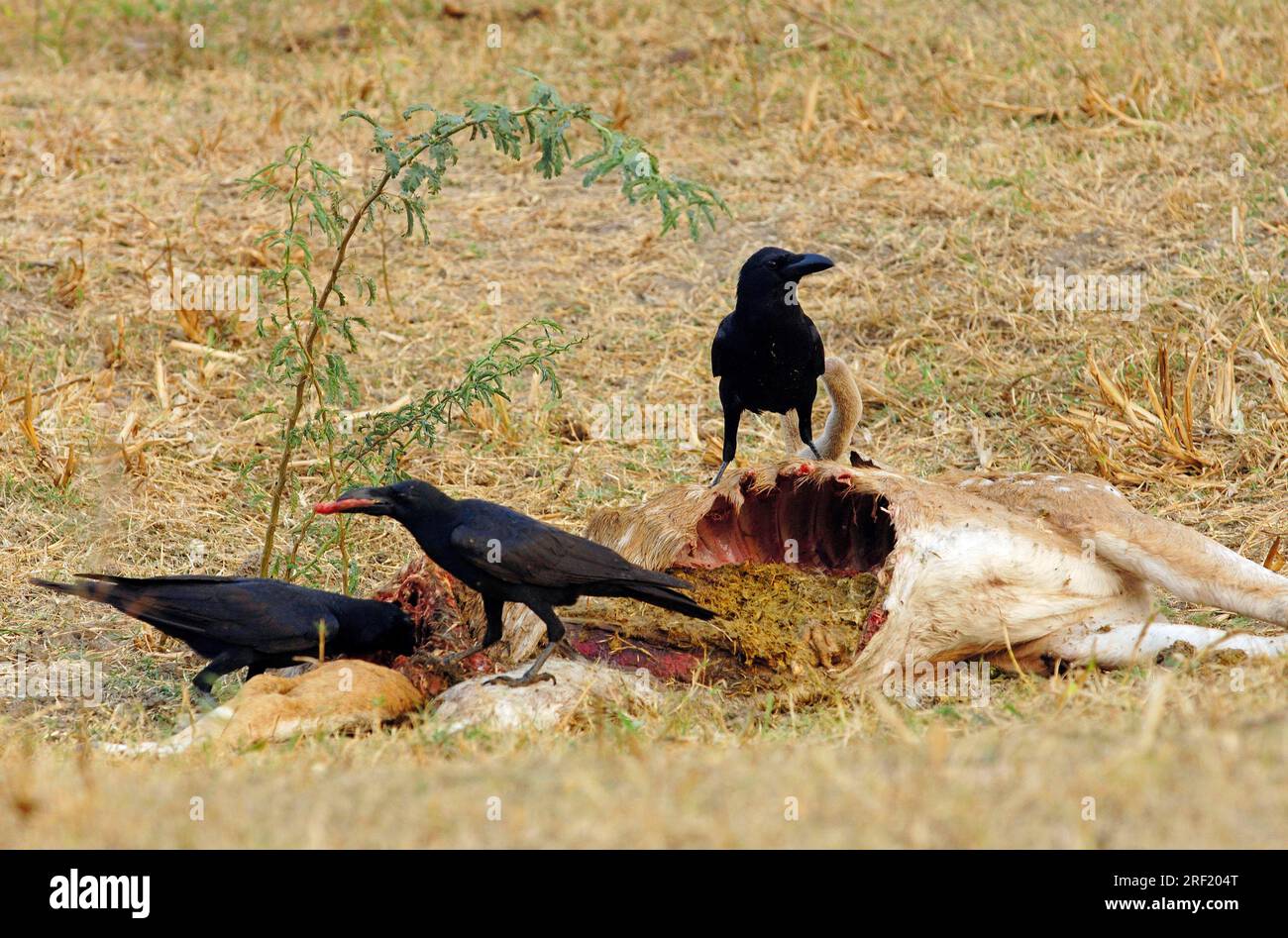 Jungle Crows at Axis Deer carcass, Keoladeo Ghana national park ...