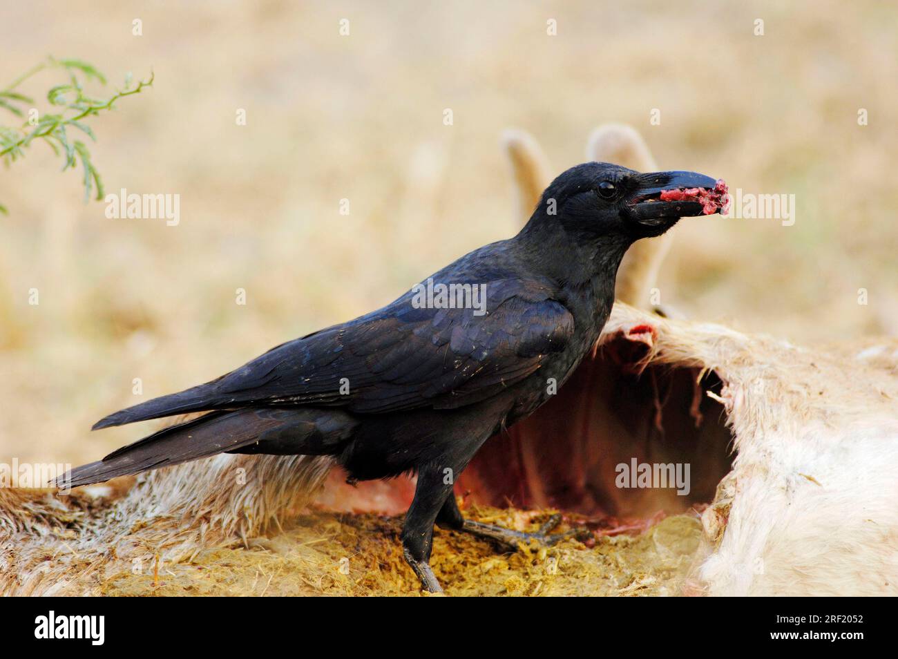 Jungle crow at axis deer carcass hi-res stock photography and images ...