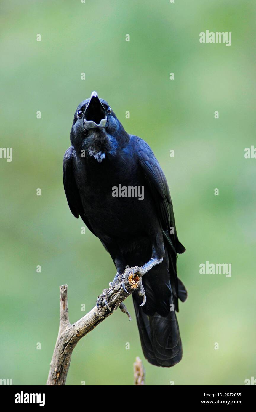 Jungle Crow, Keoladeo Ghana national park, Rajasthan, India, Large-billed Crow (Corvus ...