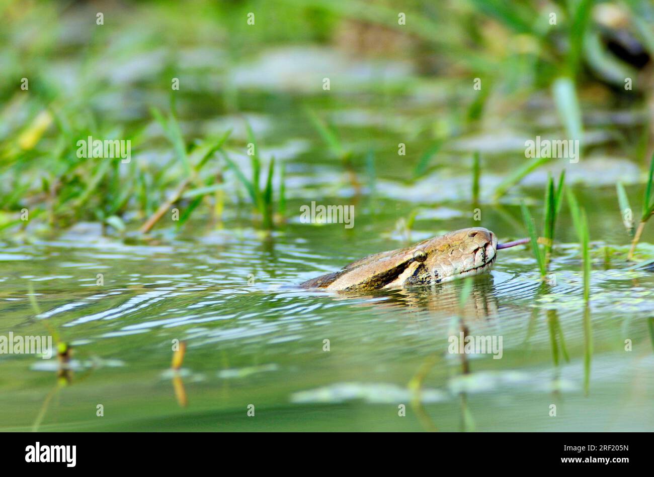 Indian Python (Python molurus), Keoladeo Ghana national park, Rajasthan ...
