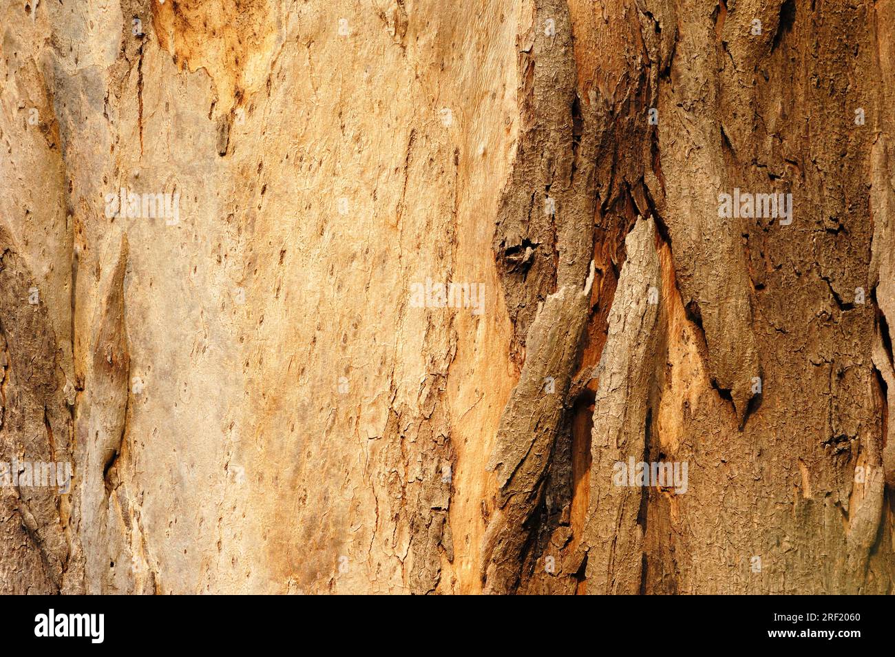 Jamun (Syzygium cumini) tree bark, jamun, India Stock Photo - Alamy