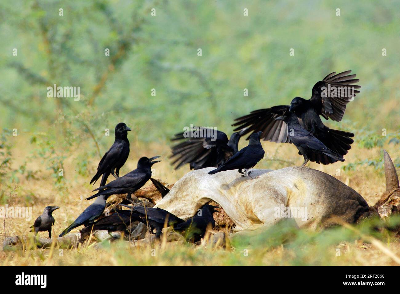 Jungle Crows at cow carcass, Keoladeo Ghana national park, Rajasthan ...