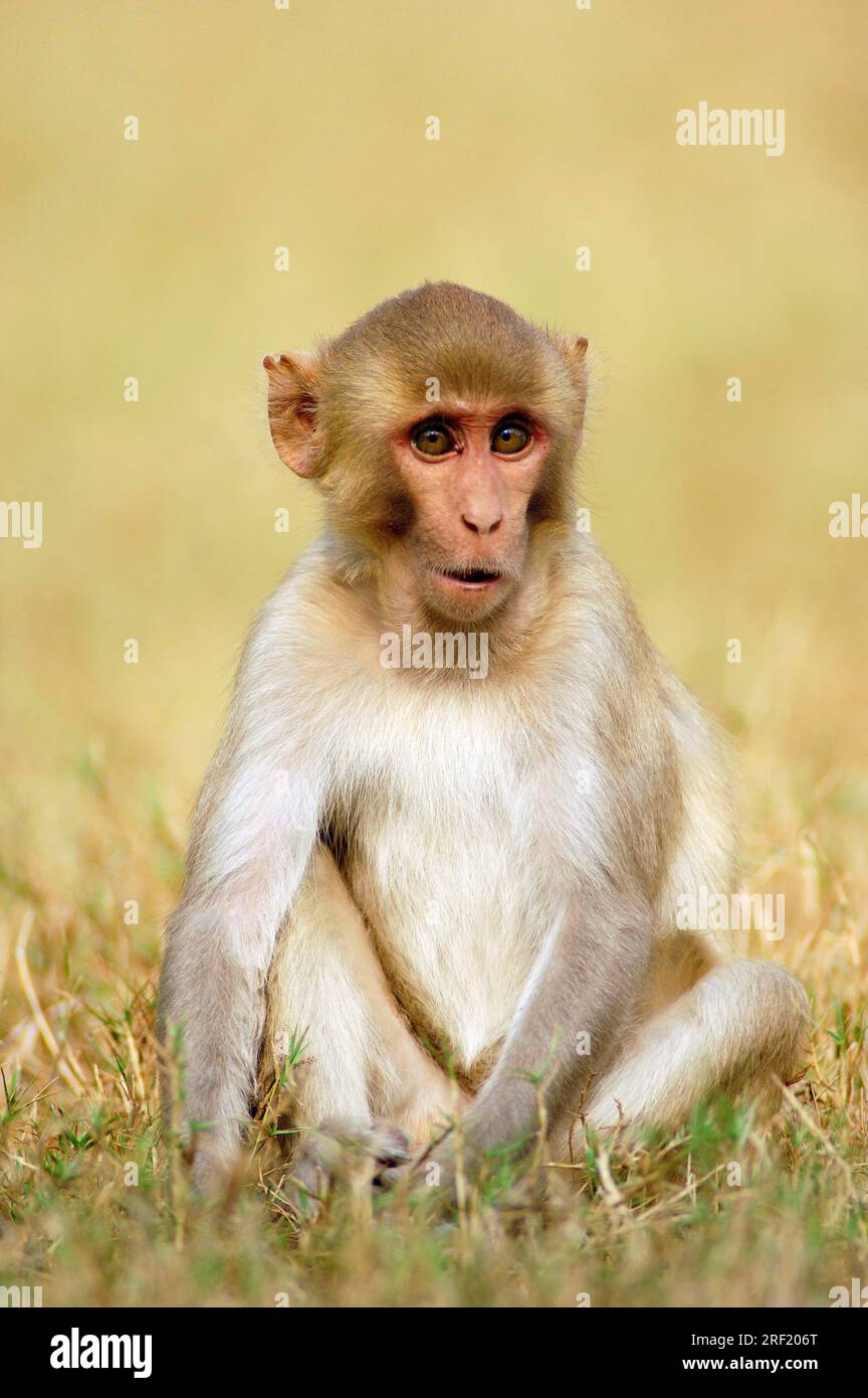 Rhesus macaque face hi-res stock photography and images - Alamy