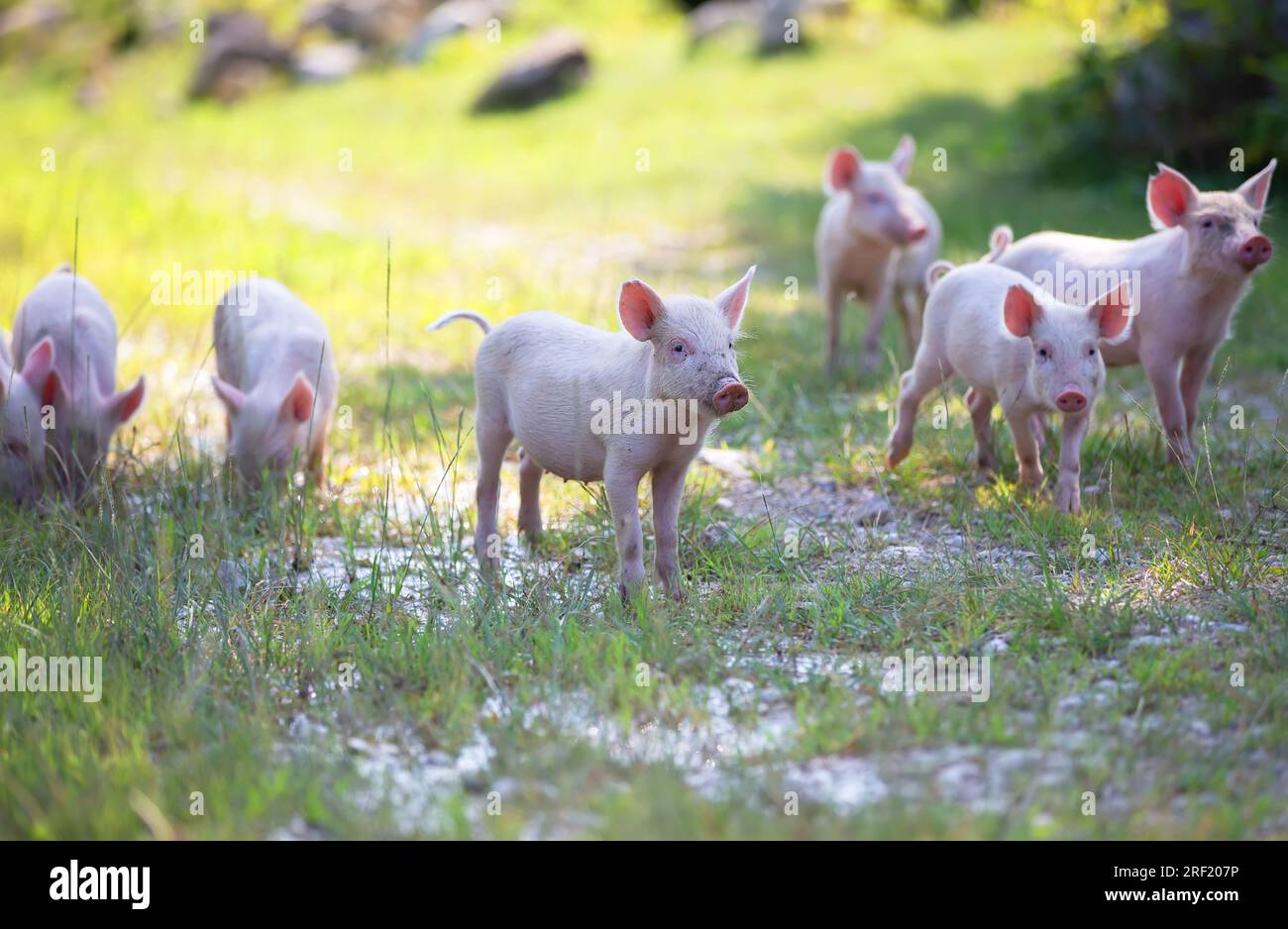 Funny little piglets walk in nature.Funny little piglets walk in nature ...