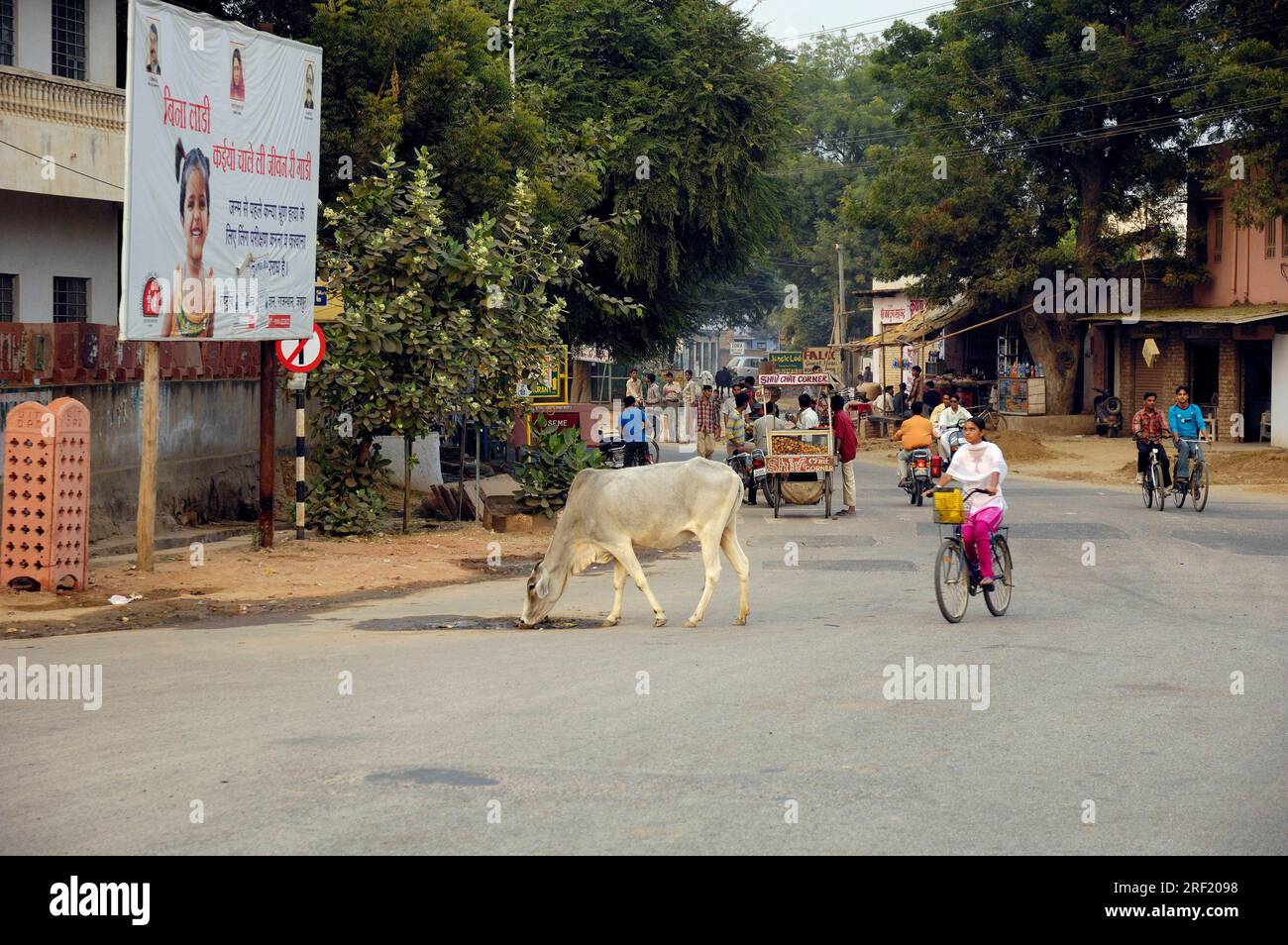 Domestic cattle on road, Bharatpur, Rajasthan, India, cow, cows, sacred ...