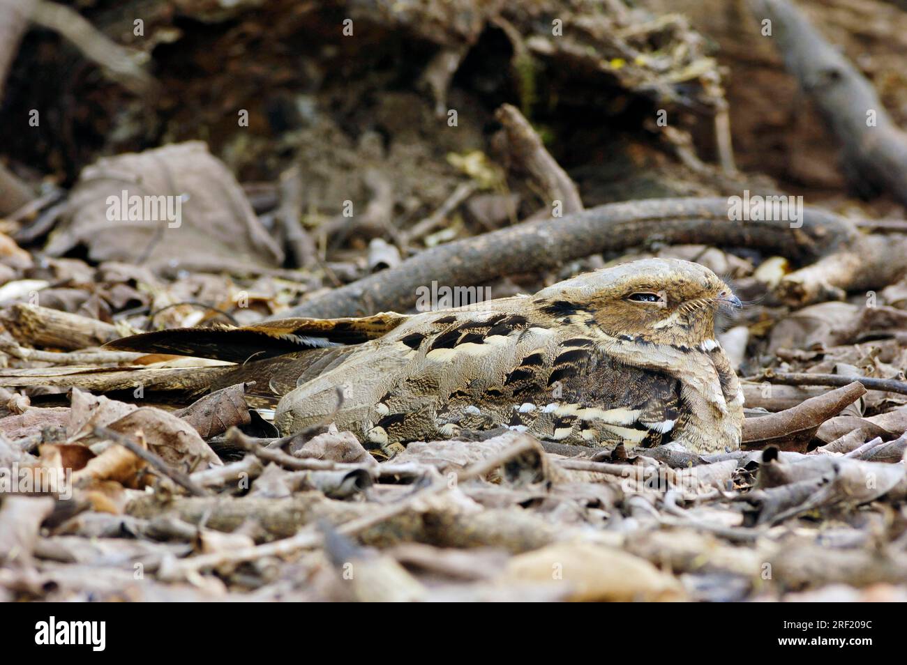 Large-tailed Nightjar (Caprimulgus macrurus), Keoladeo Ghana national ...