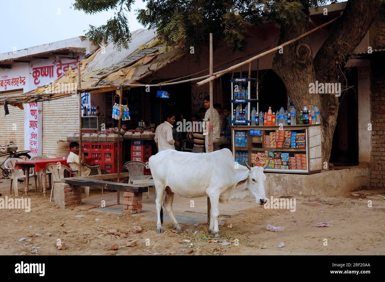 Cattle in front of a shop, Bharatpur, Rajasthan, India, sacred cow ...