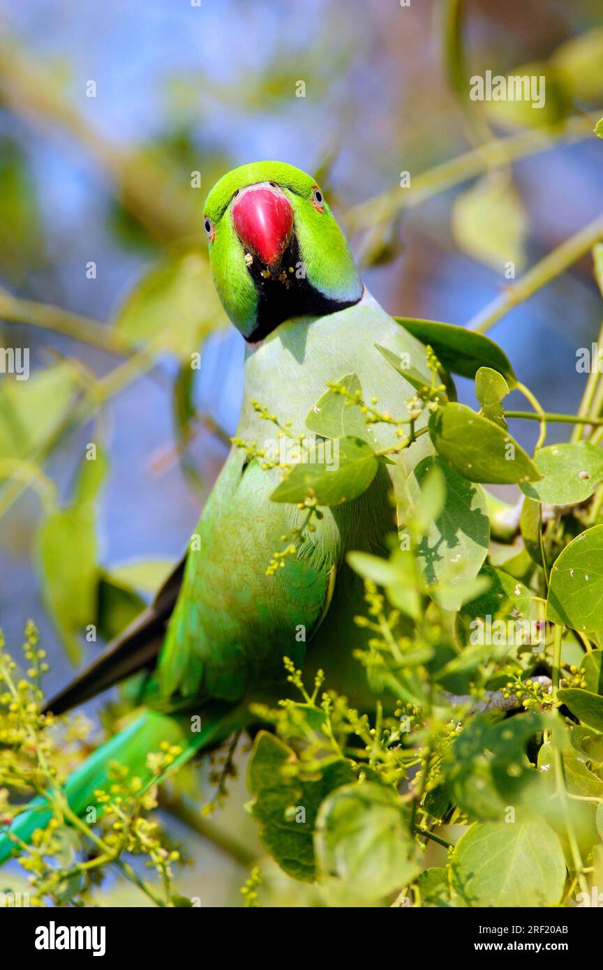 Ring-necked Parakeet (Psittacula krameri), male, Keoladeo Ghana ...