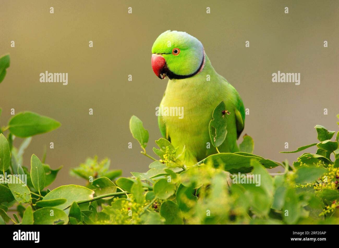 Ring-necked Parakeet (Psittacula krameri), male, Keoladeo Ghana ...