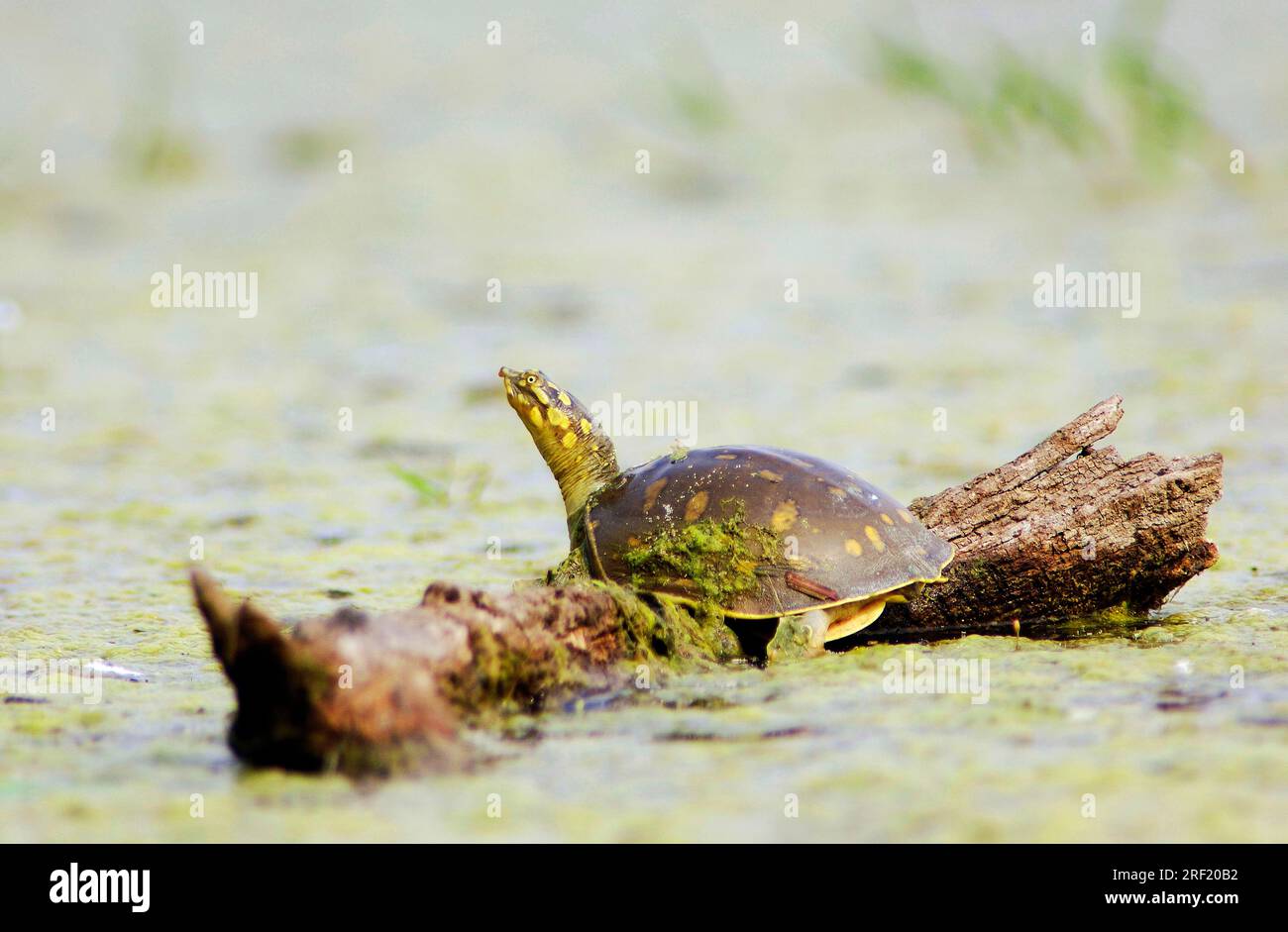 Indian flap shelled turtle hi-res stock photography and images - Alamy
