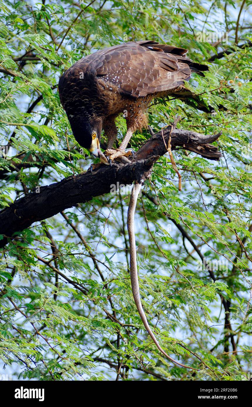 Crested serpent eagle (Spilornis cheela) with captured snake, Keolade ...