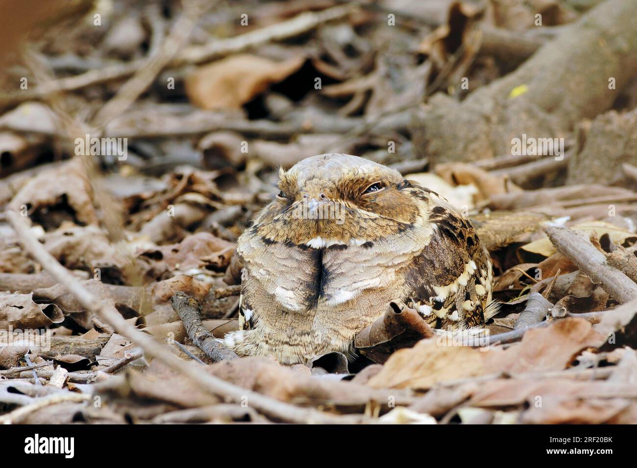 Large-tailed nightjar (Caprimulgus macrurus), Keolade, Ghana, India ...