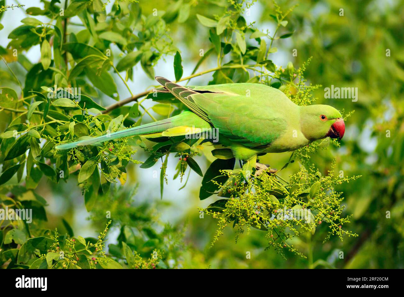 Ring-necked Parakeet (Psittacula krameri), female, Keoladeo Ghana ...