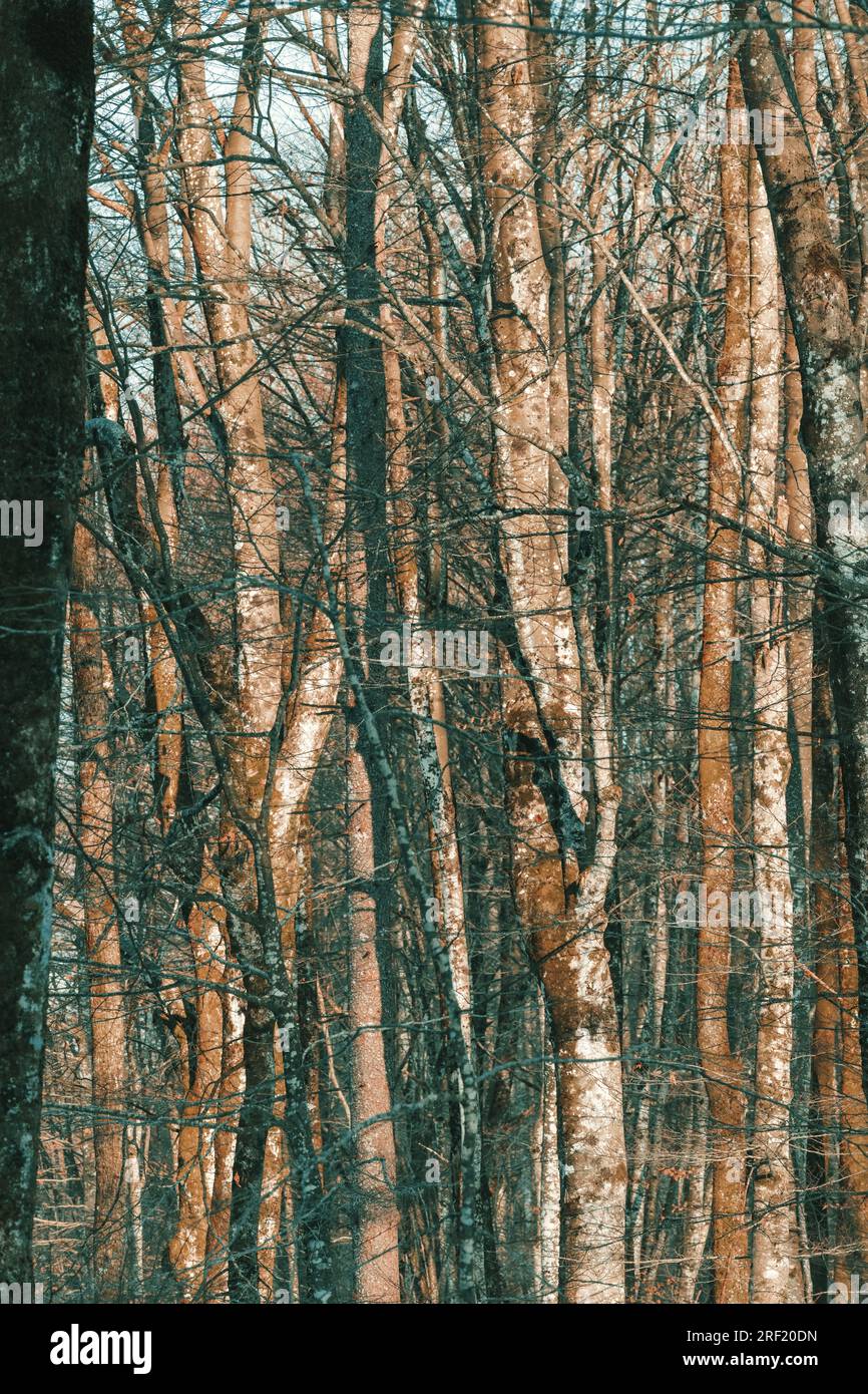 Vertical image of tree trunks in deciduous woodland as natural ...