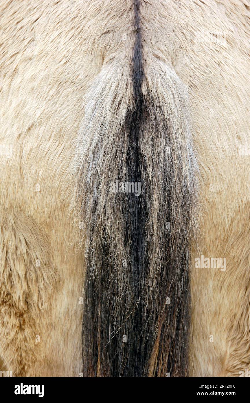 Duelmen wild horse, hindquarters and tail Stock Photo - Alamy