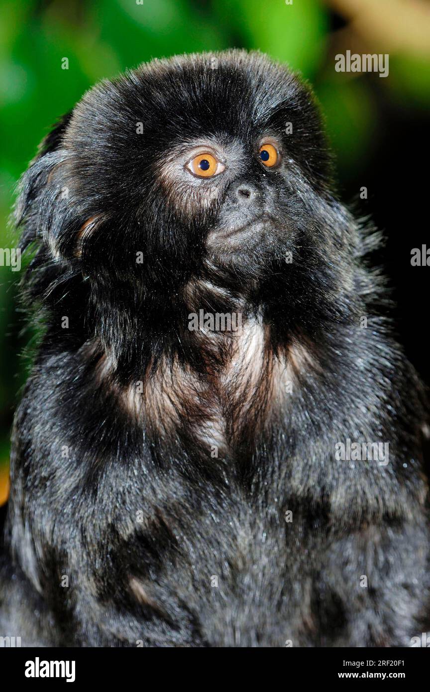 Goeldi monkey (Callimico goeldi Stock Photo - Alamy