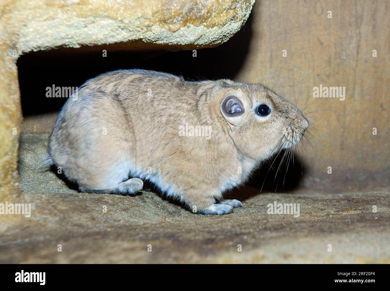 African rodent hi-res stock photography and images - Alamy