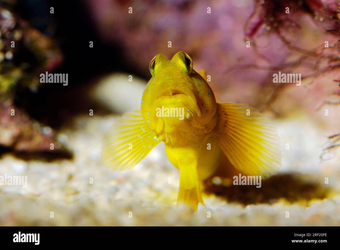 Yellow yellow prawn-goby (Cryptocentrus cinctus), yellow sentinel goby ...
