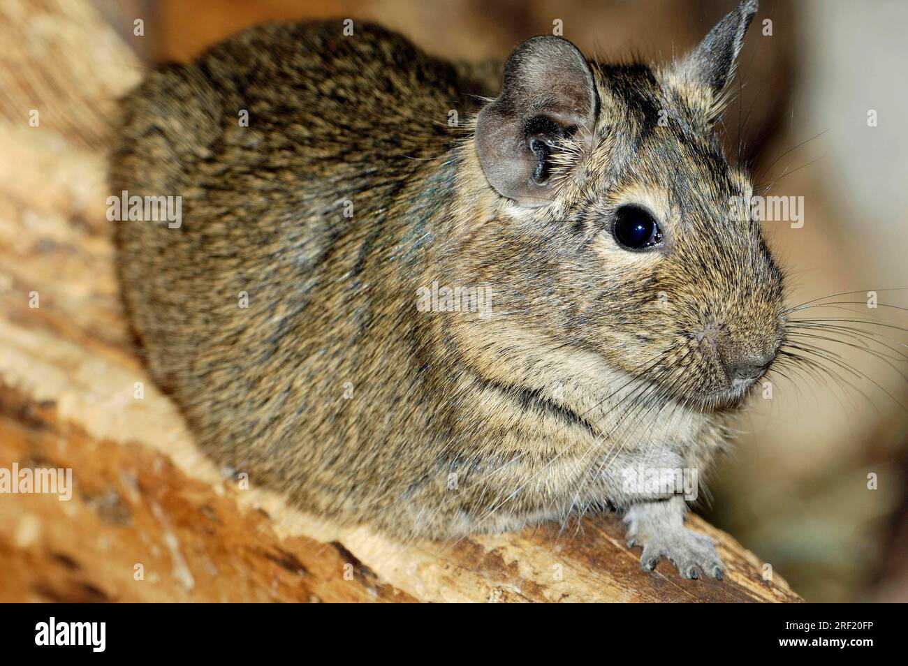 Degu octodon degus hi-res stock photography and images - Alamy
