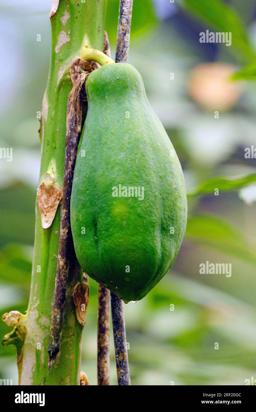 Pawpaw (Carica papaya) on the tree, Caricaceae Stock Photo - Alamy