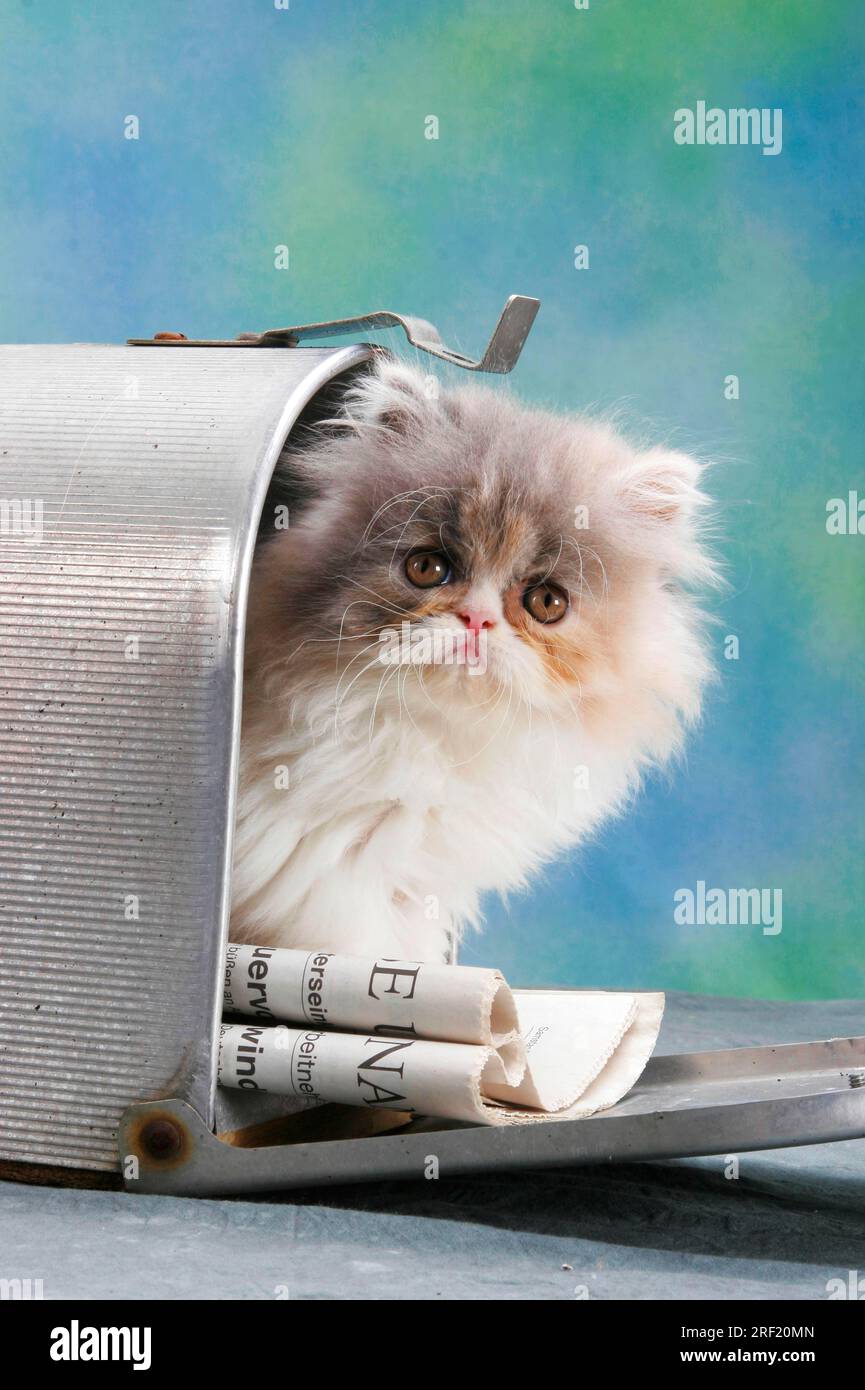 Persian cat, kitten, 7 weeks, in letterbox Stock Photo - Alamy