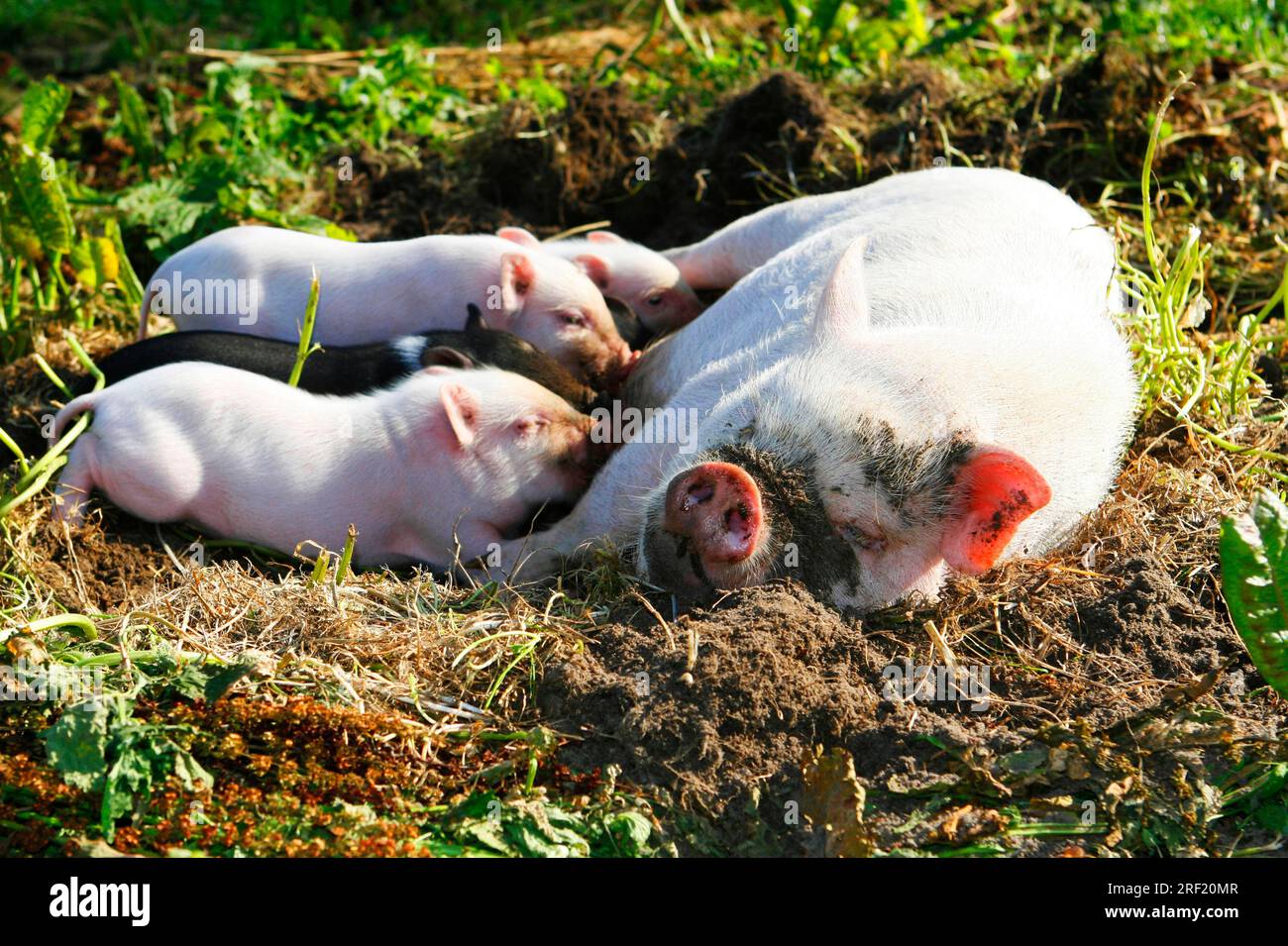 Mini pigs, sow suckles piglet, pig, pigs, dwarf pig, mini piglet Stock ...