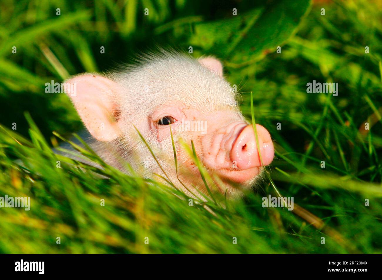 Mini Pig, Piglet, Pig, Pigs, Dwarf Pig, Mini Piglet Stock Photo - Alamy
