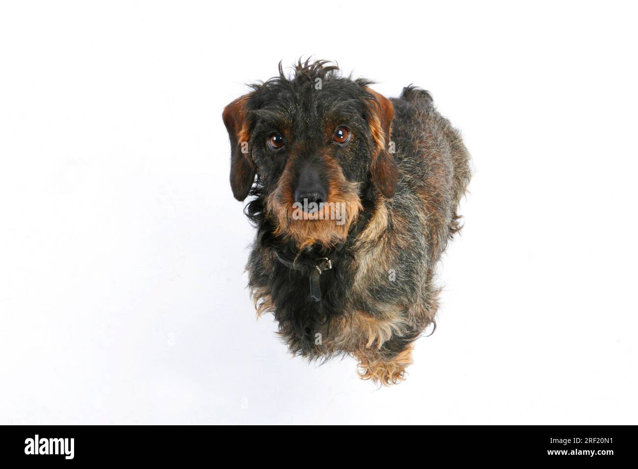 Dachshund face hi-res stock photography and images - Alamy