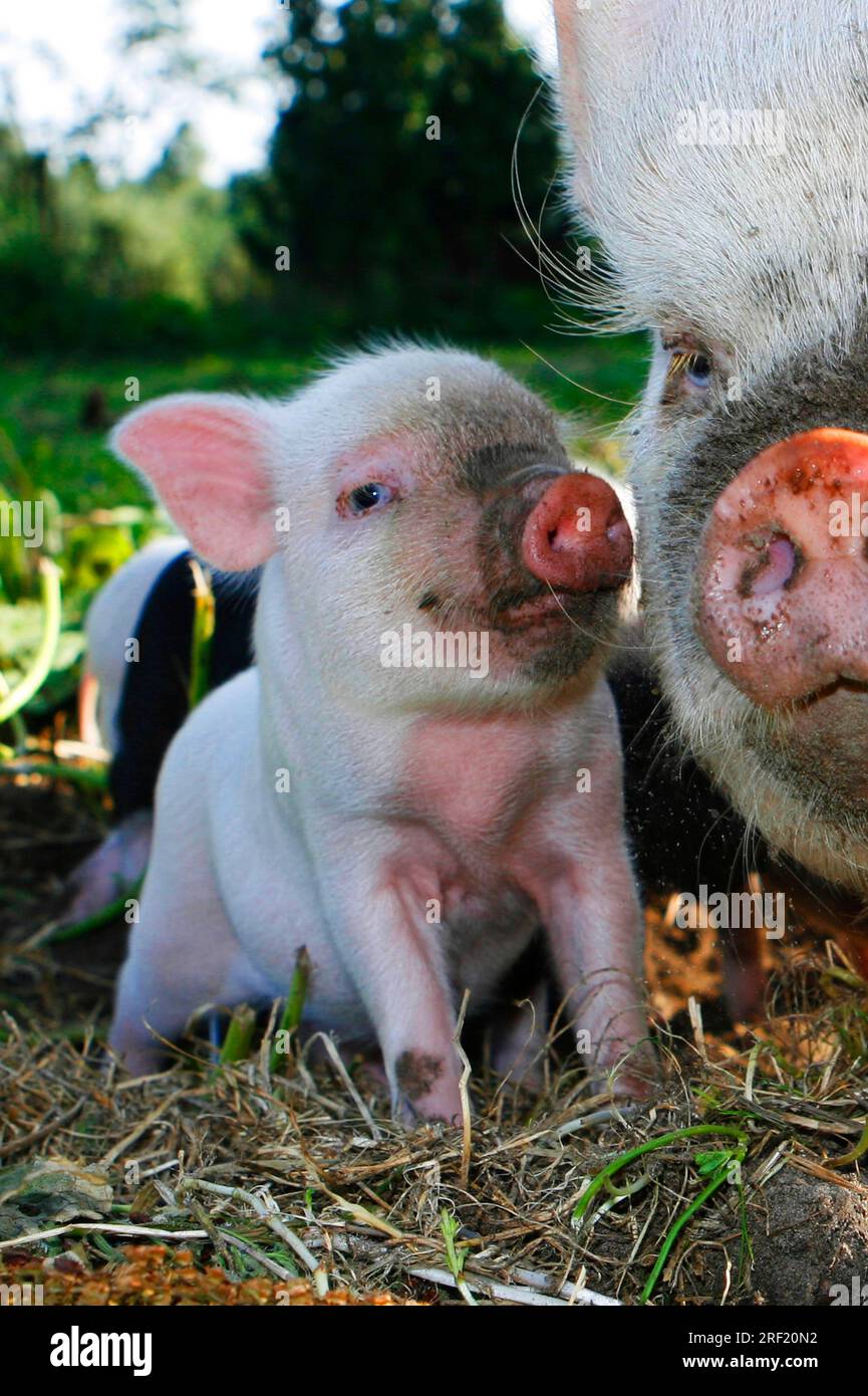 Mini Pig with Piglet, Pig, Pigs, Dwarf Pig, Mini Piglet Stock Photo - Alamy