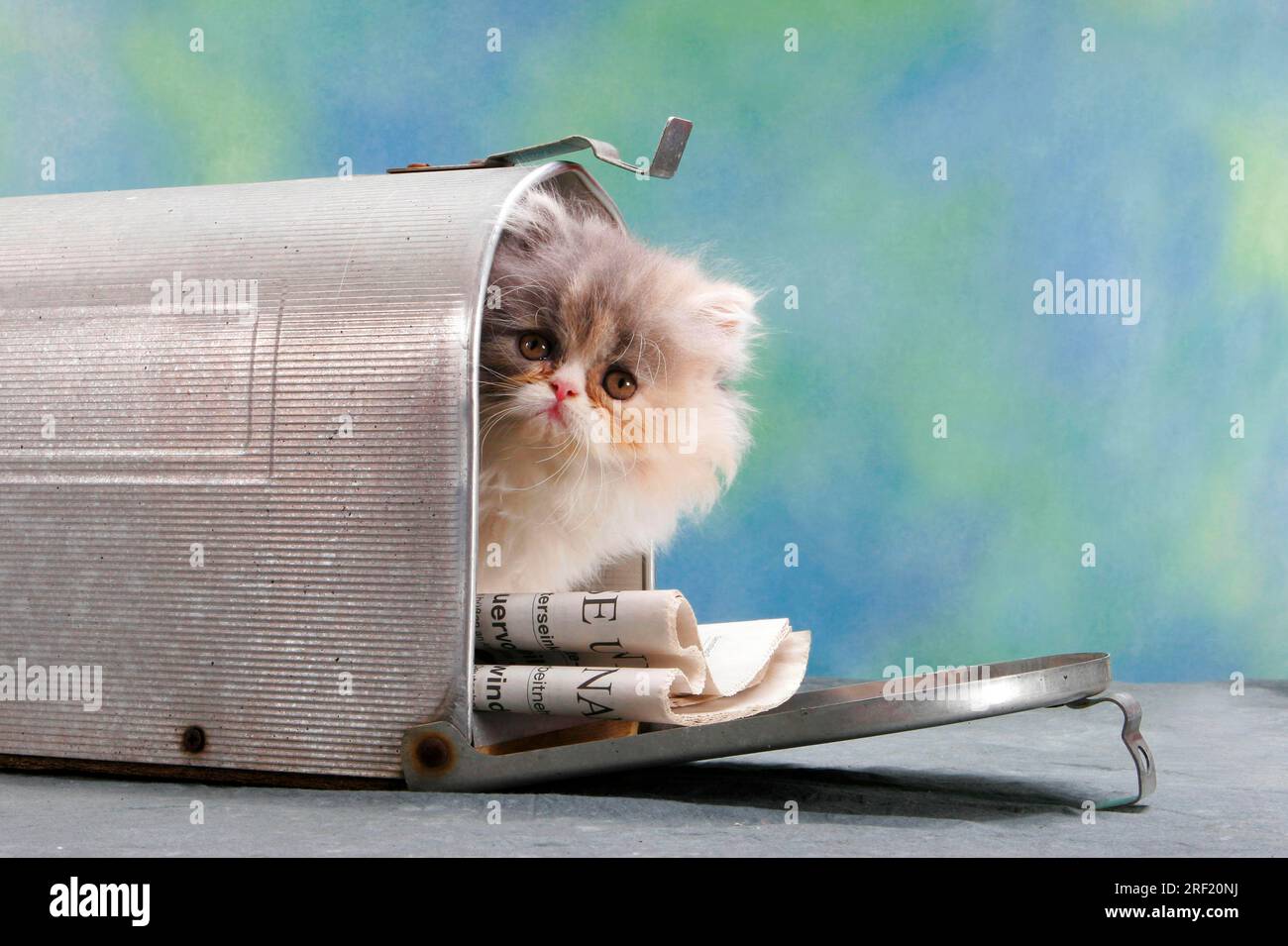 Persian cat, kitten, 7 weeks, in letterbox Stock Photo - Alamy