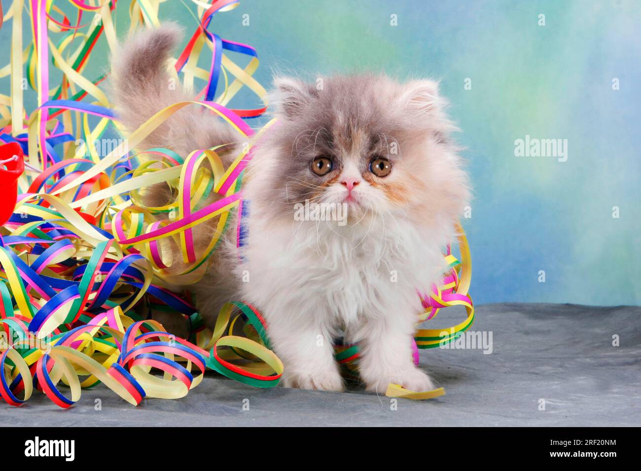 Persian cat, kitten, 7 weeks, with streamers Stock Photo - Alamy