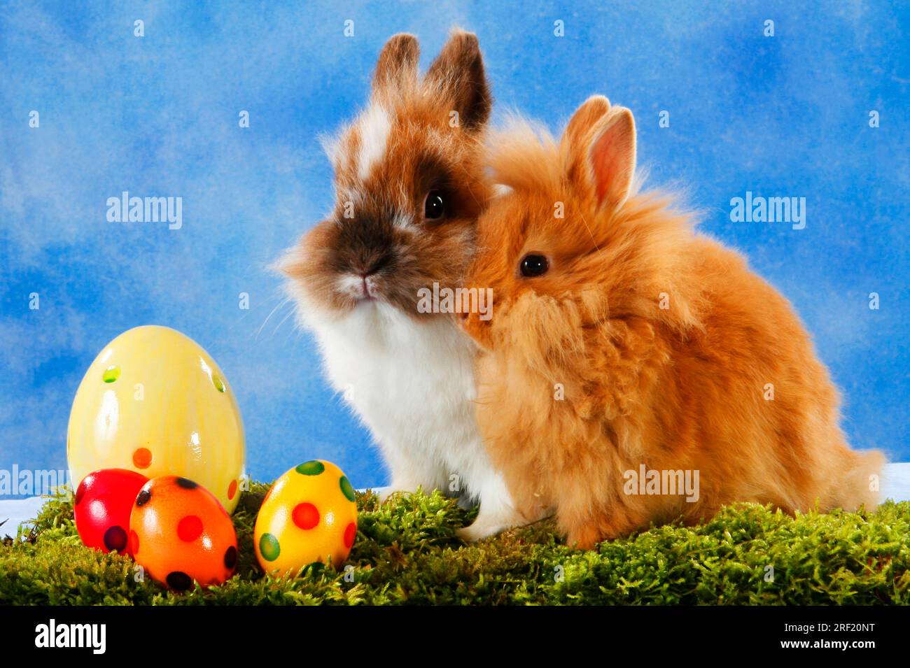 Lion Head Rabbits and Easter Eggs, Lion Maned Dwarf Rabbits, Lion Head ...