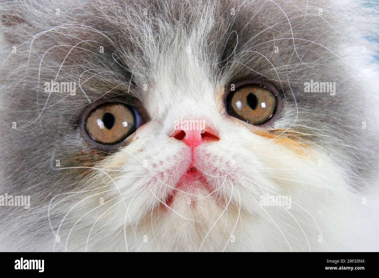 Persian cat, kitten, 7 weeks Stock Photo - Alamy