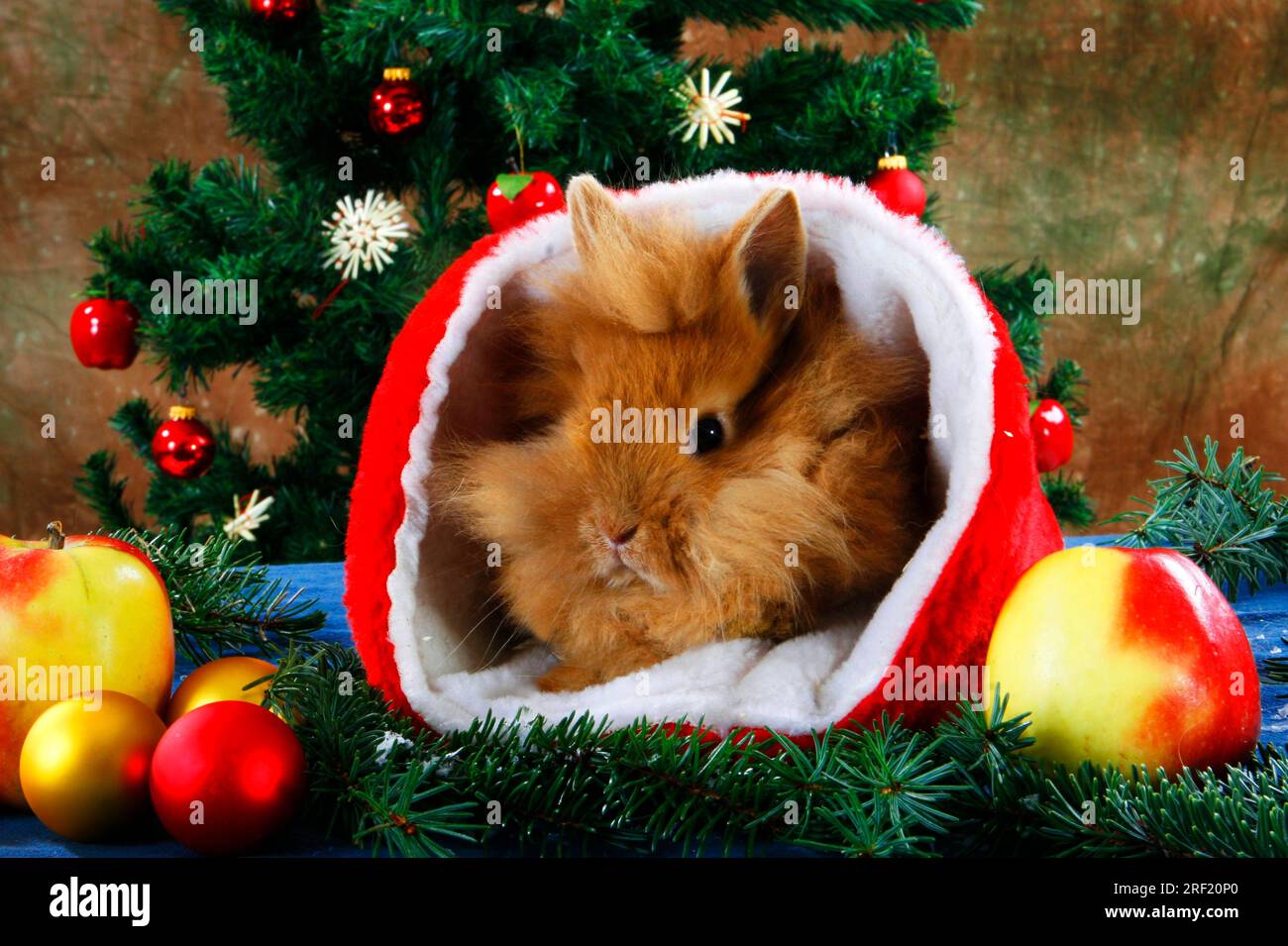 Lion head rabbit in Santa hat, lion maned dwarf rabbit, lion head ...