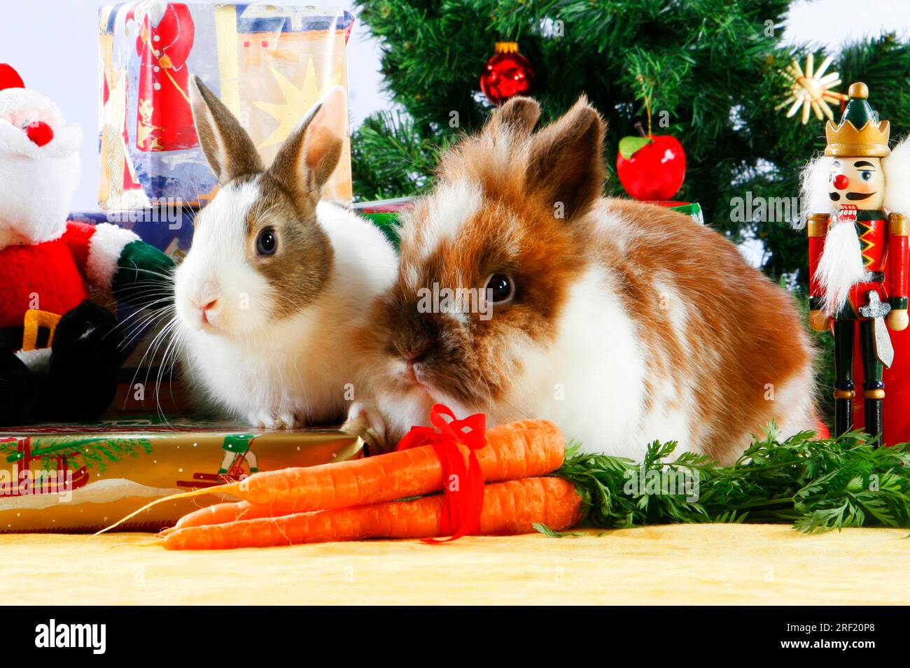 Dwarf rabbits and lion-headed rabbits, lion-maned dwarf rabbits, lion ...