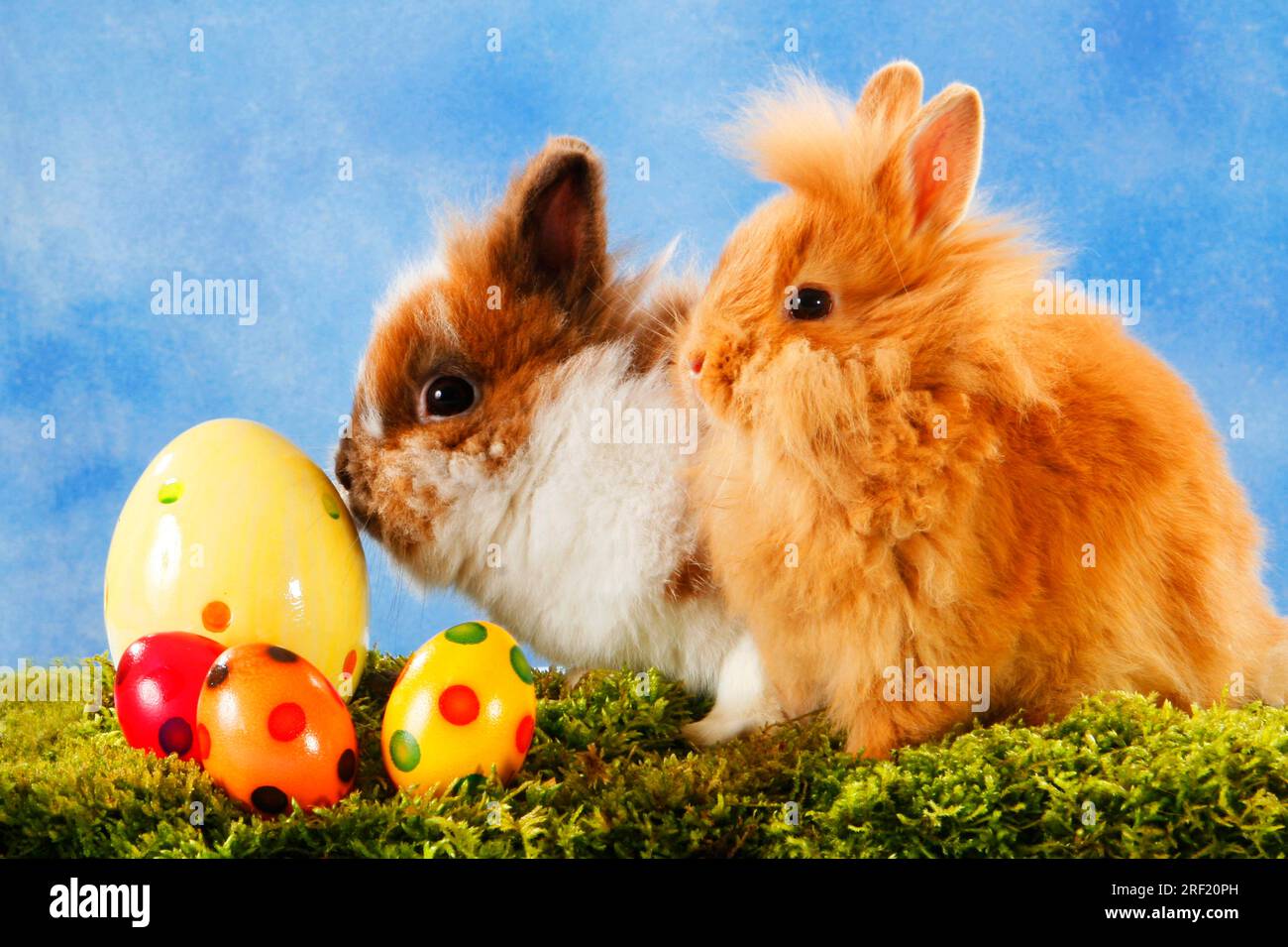 Lion Head Rabbits and Easter Eggs, Lion Maned Dwarf Rabbits, Lion Head ...
