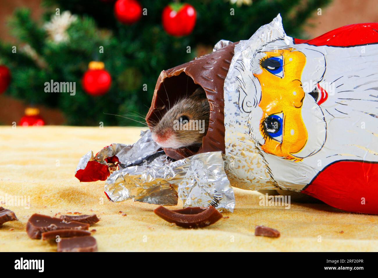 Colour mouse in chocolate Father Christmas, chocolate Stock Photo - Alamy