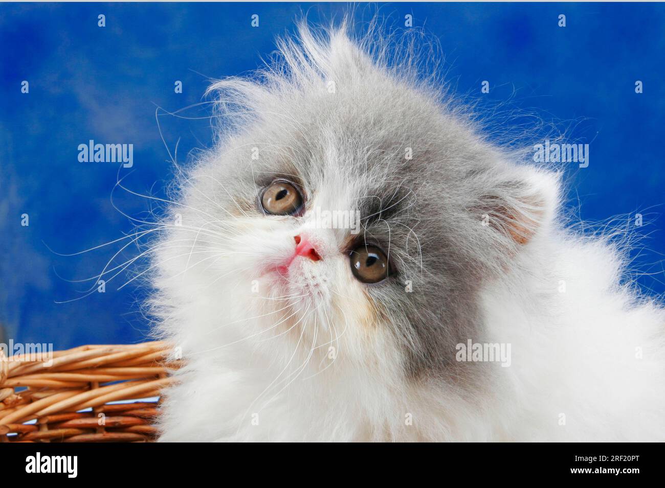 Persian cat, kitten, 7 weeks Stock Photo - Alamy