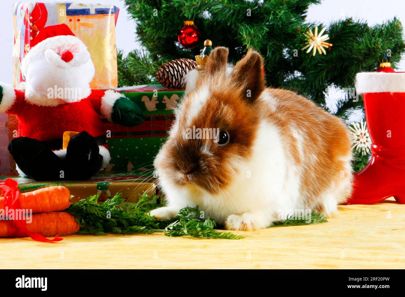 Lion maned rabbit hi-res stock photography and images - Alamy