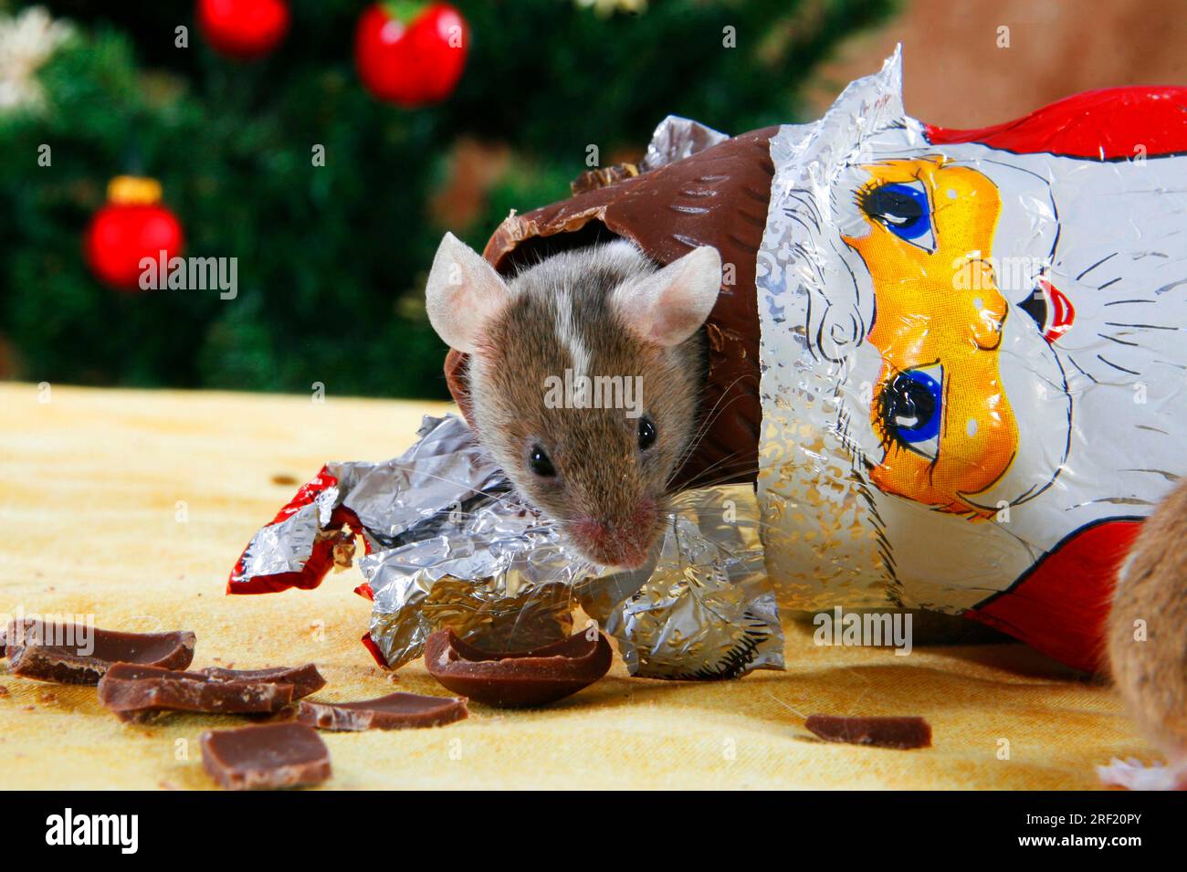 Colour mouse in chocolate Father Christmas, chocolate Stock Photo - Alamy